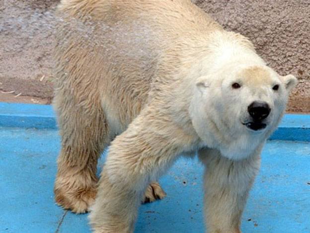 Argentina. É morto Arturo, lʼorso polare "più triste del mondo".